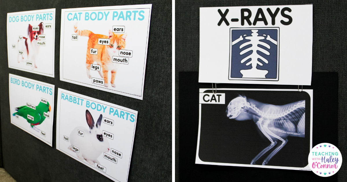 Setting Your Vet Dramatic Play Center | Teaching With Haley O'Connor